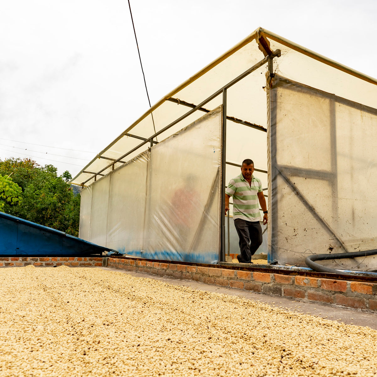 El Dorado Colombia Coffee | Buy Online – Jericho Coffee Traders